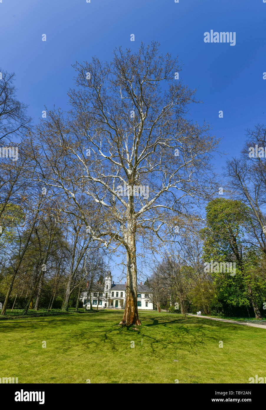 Maple-leafy plane tree (Platanus acerifolia) garden, Britzer castle ...