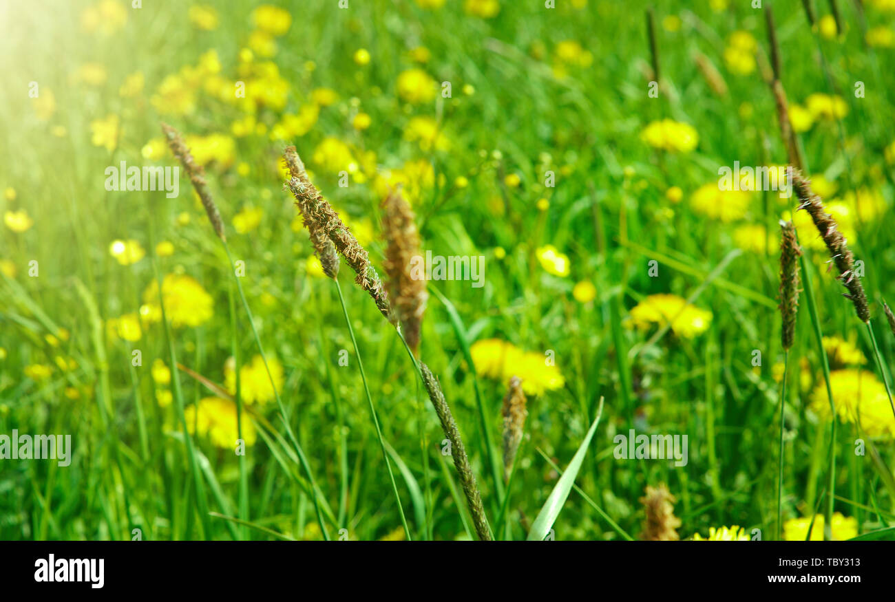 Russian meadow with dandelions and Timothy-grass .Arkhangelsk region ...