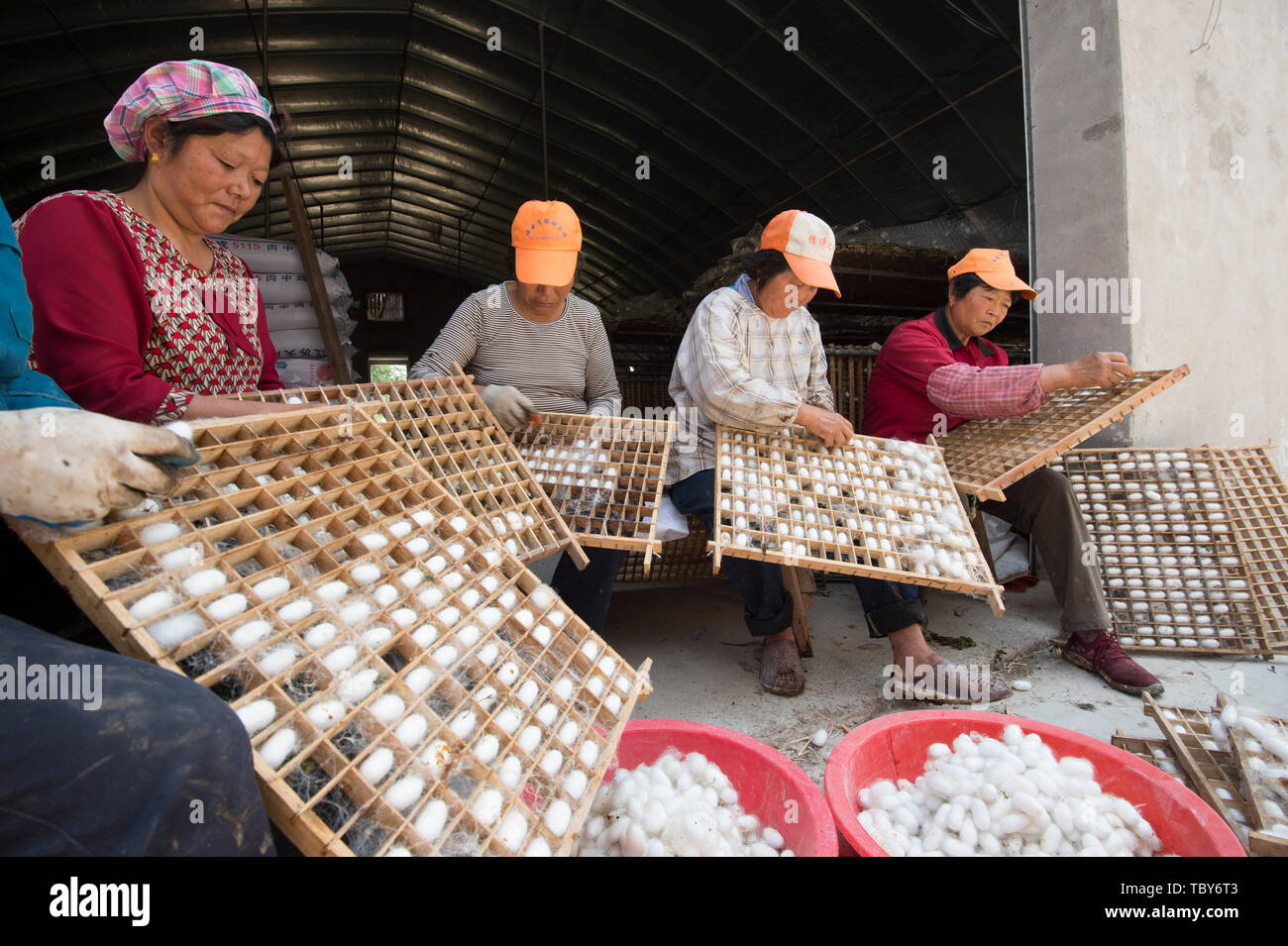 Harvesting Silk SIKKIM Yarn Time To Harvest | Happy Go Knitty