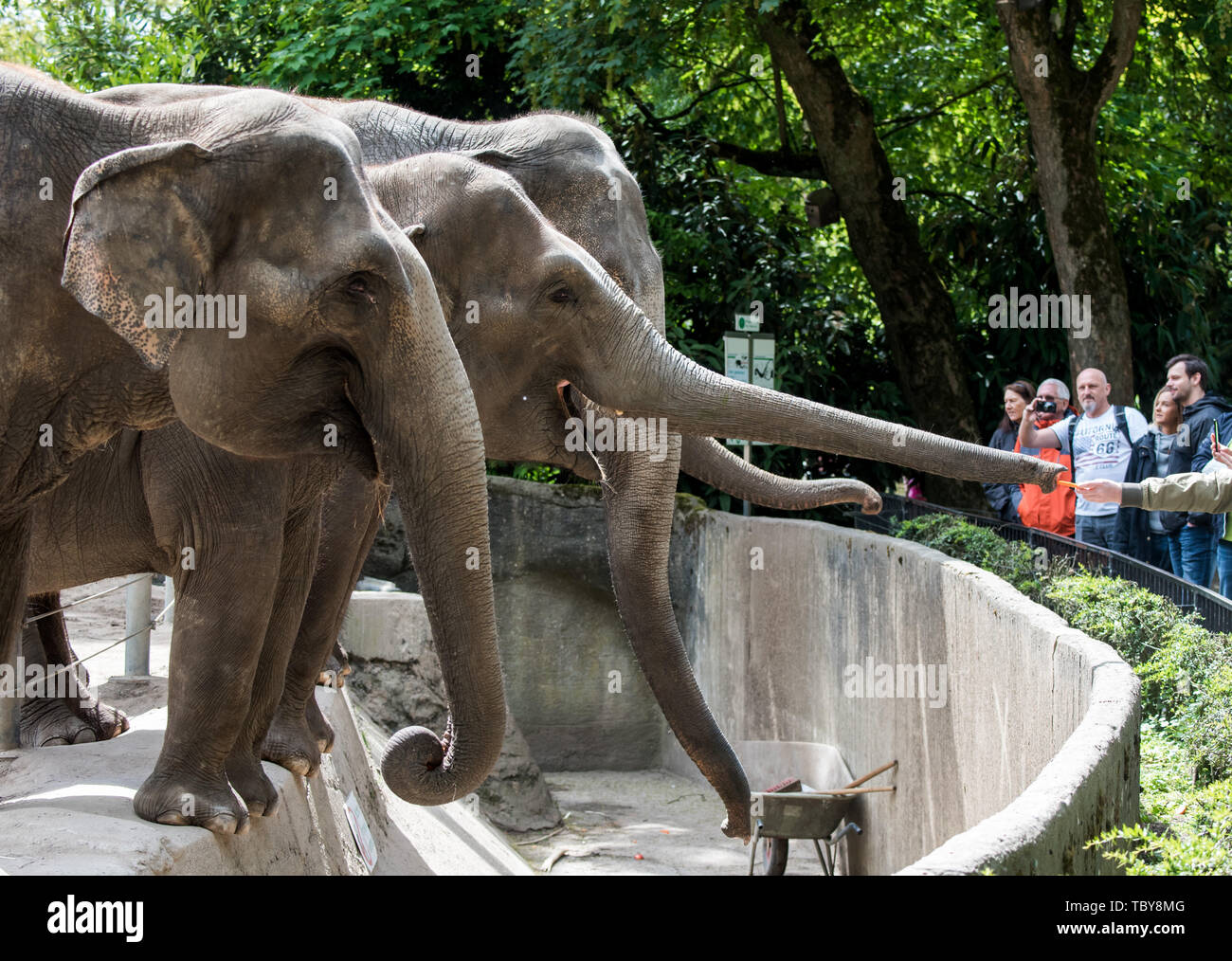 Hamburg, Germany. 29th May, 2019. Visitors feed elephants in the ...