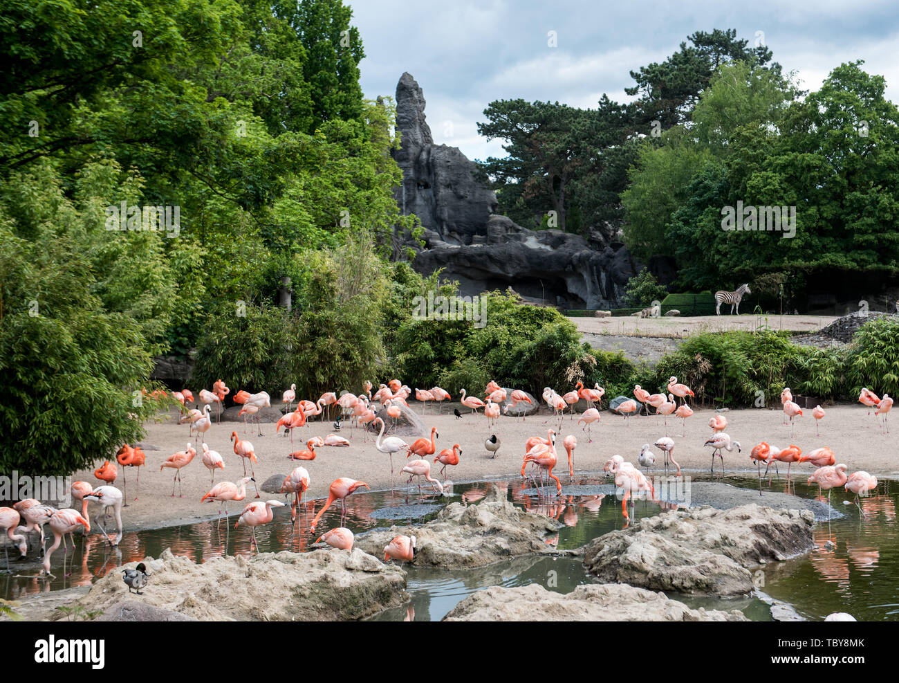 Carl hagenbeck human zoo hi-res stock photography and images - Alamy