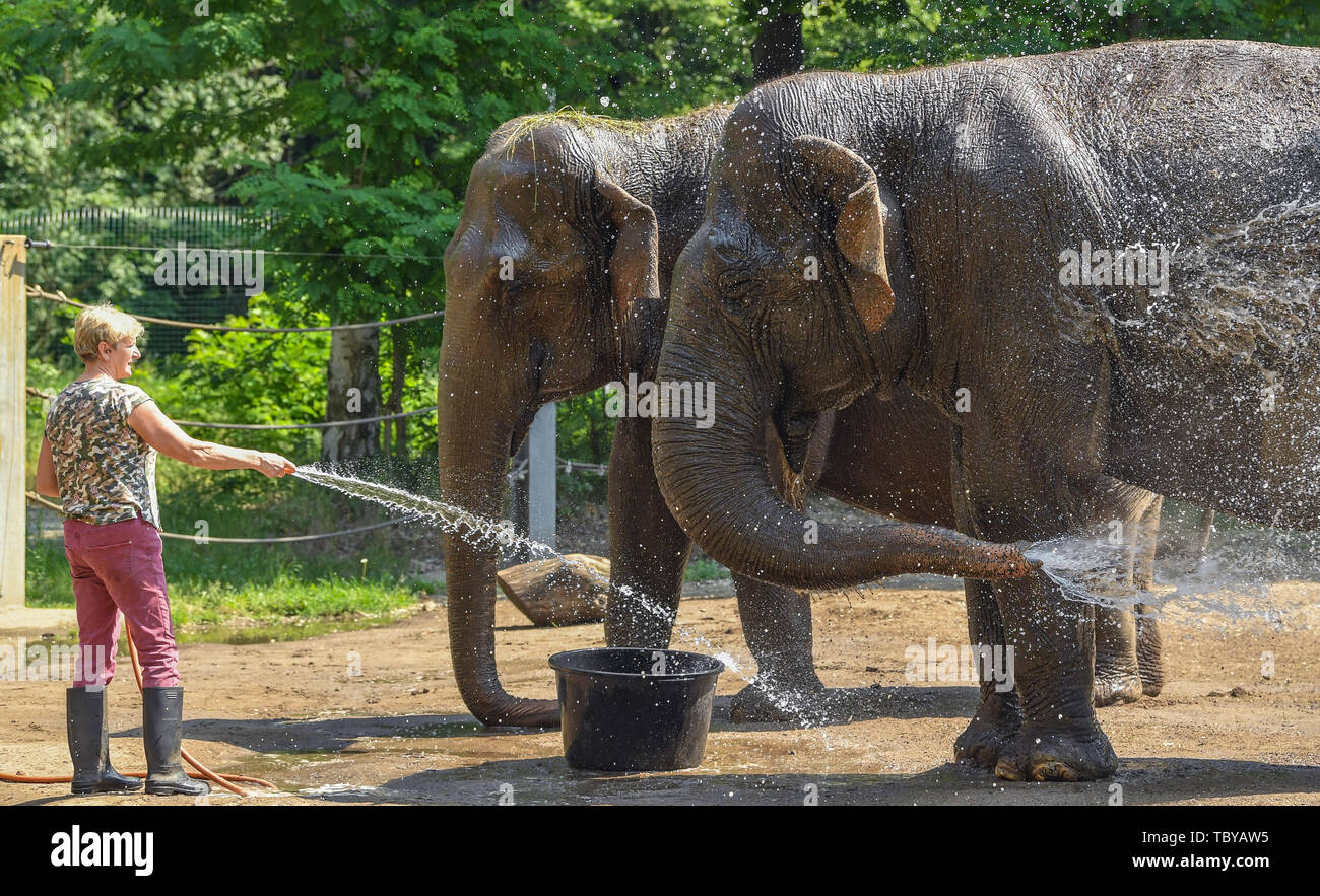 Cottbus, Germany. 04th June, 2019. Karin Lehnert, animal keeper at ...