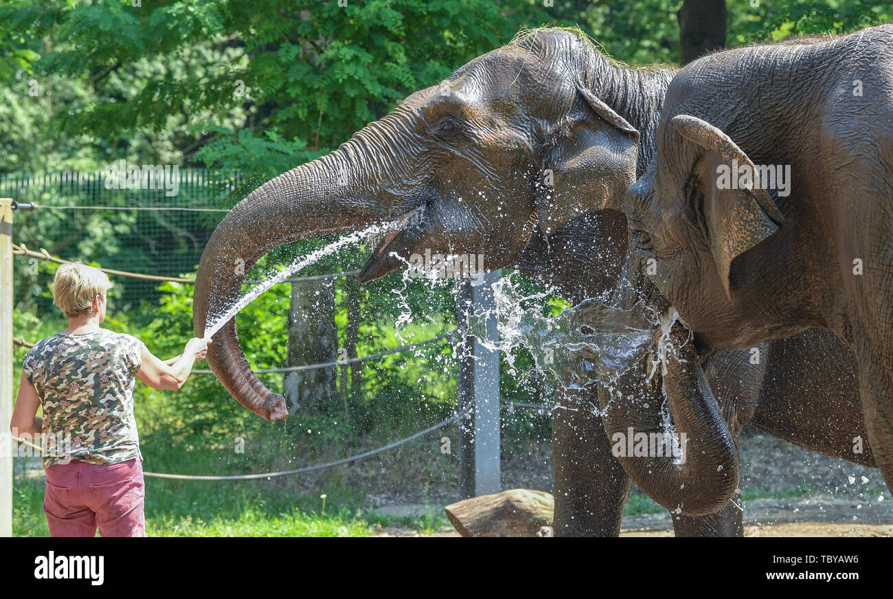 Cottbus, Germany. 04th June, 2019. Karin Lehnert, animal keeper at ...