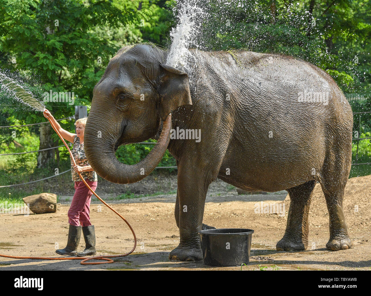 Cottbus, Germany. 04th June, 2019. Karin Lehnert, animal keeper at ...