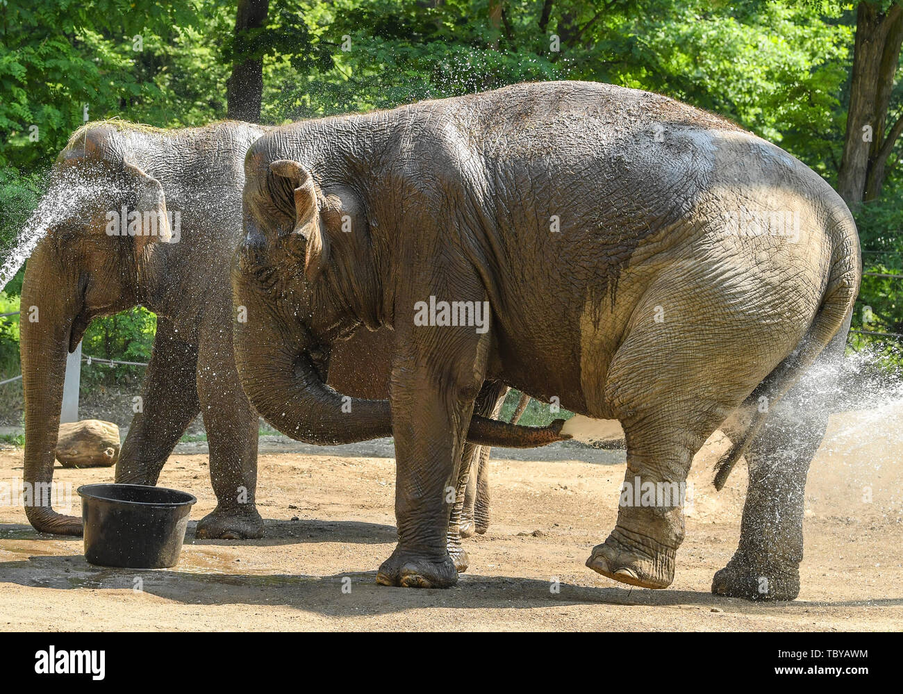 Cottbus, Germany. 04th June, 2019. In the zoo Cottbus, the two Asian ...