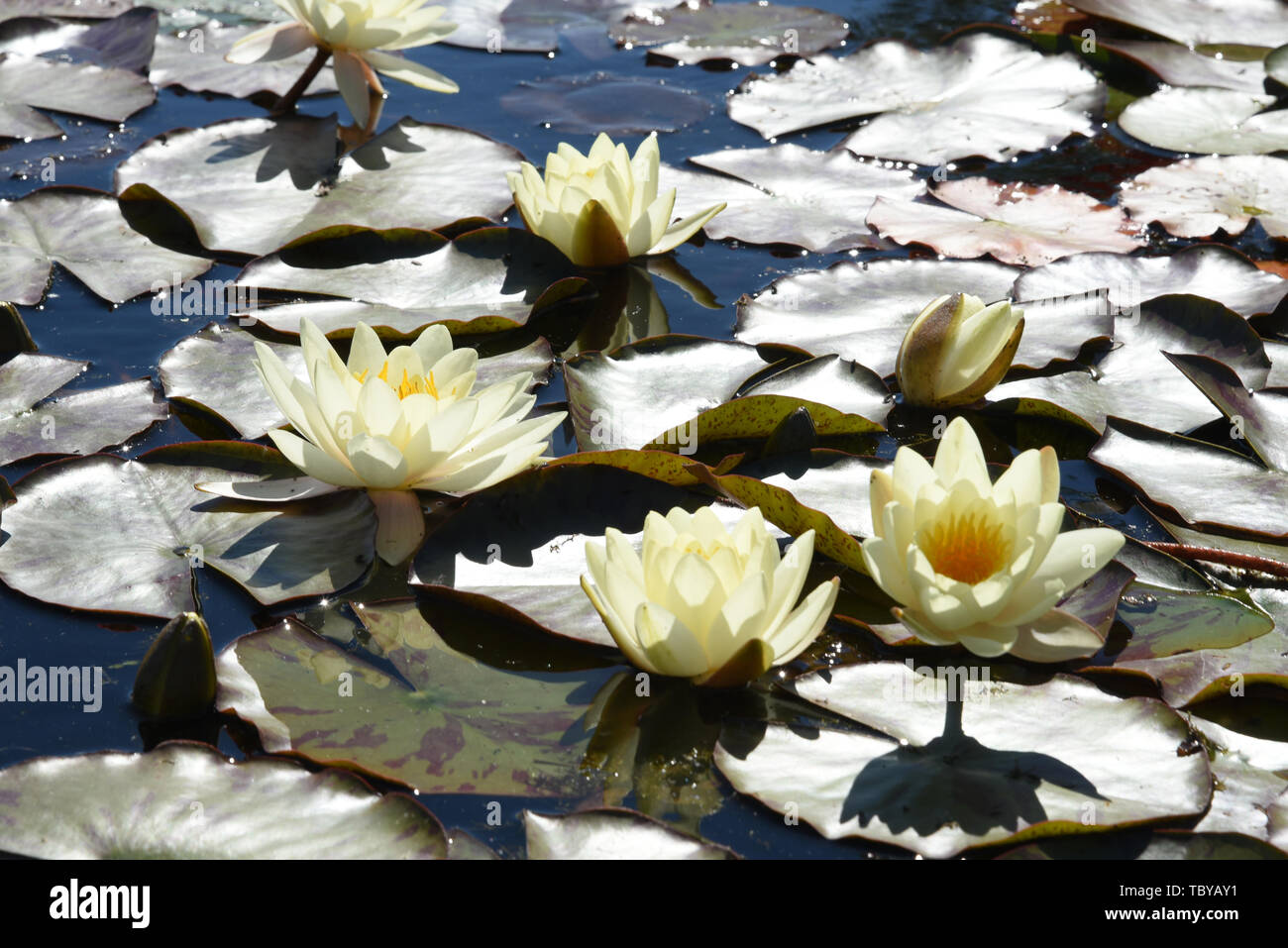 Althen, Germany. 03rd June, 2020. In the Krause aquatic plant nursery ...