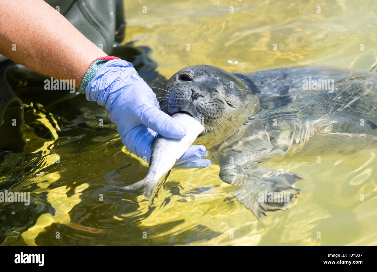 Friedrichskoog, Germany. 04th June, 2019. A howler eats a fish in the ...