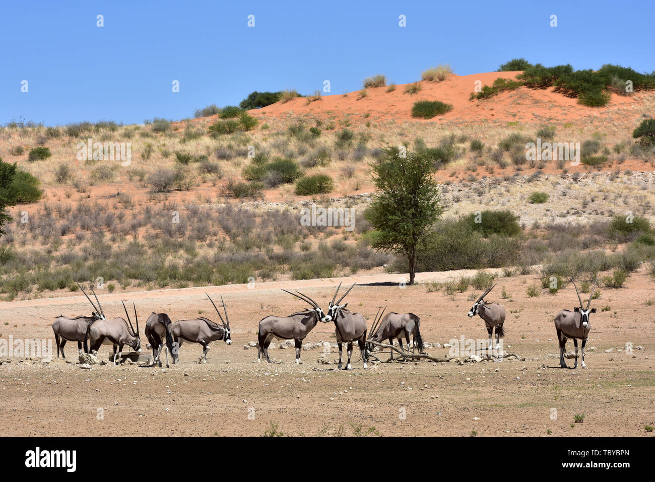 Oryx antelopes (Oryx gazella) in the Kgalagadi Transfrontier National ...