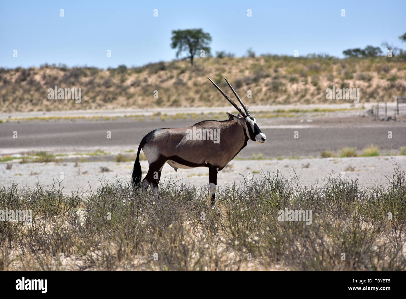 Oryx antelope (Oryx gazella) in the Kgalagadi Transfrontier National ...