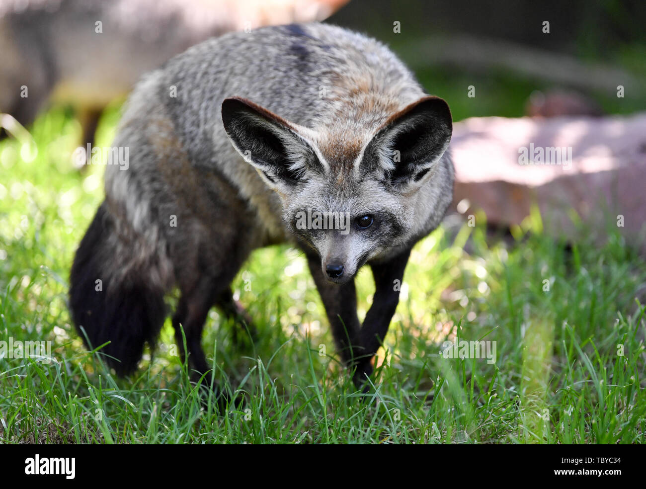 Halle, Germany. 04th June, 2019. A spoondog moves in search of food ...