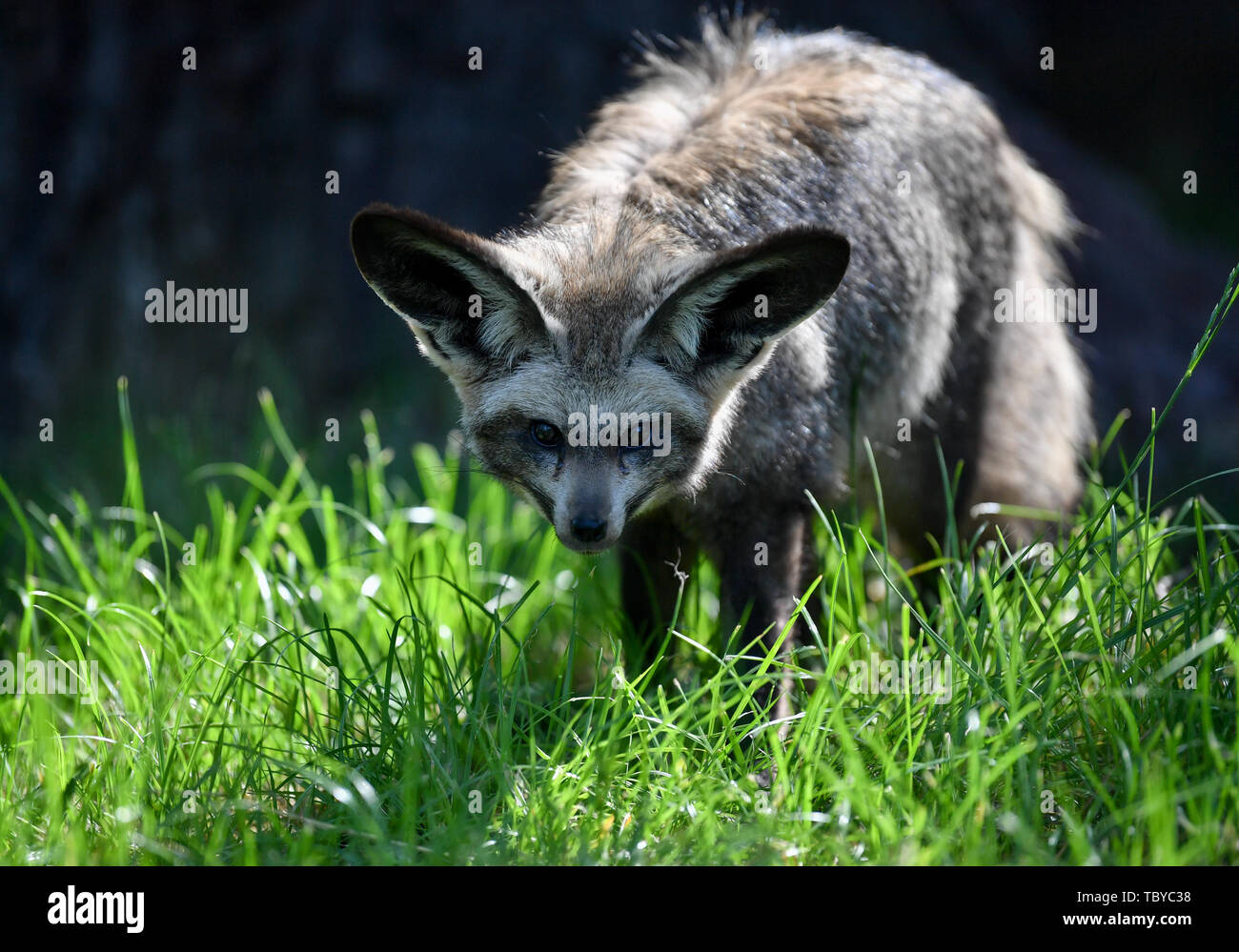 Halle, Germany. 04th June, 2019. A spoondog moves in search of food ...