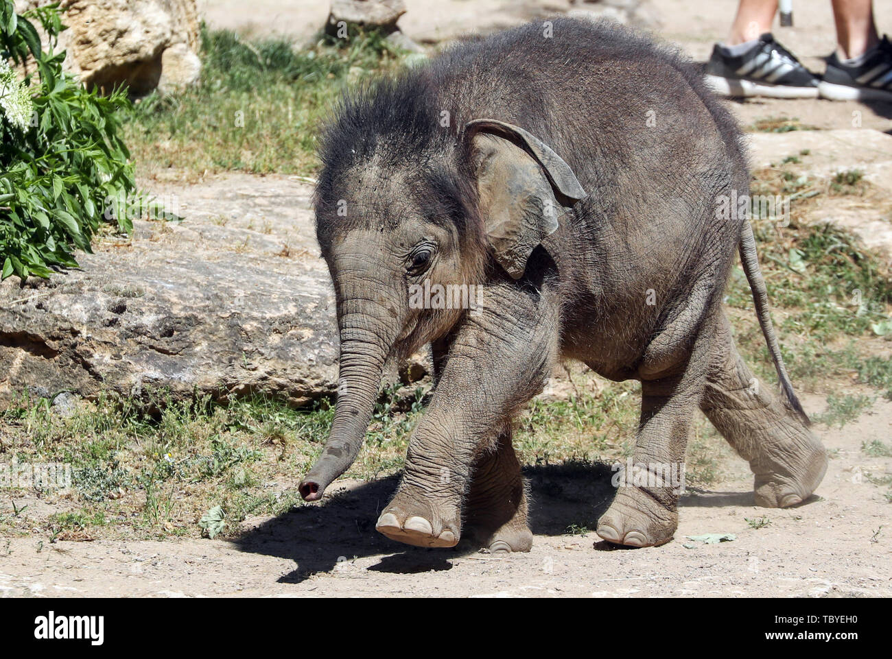 Little elephant hi-res stock photography and images - Alamy