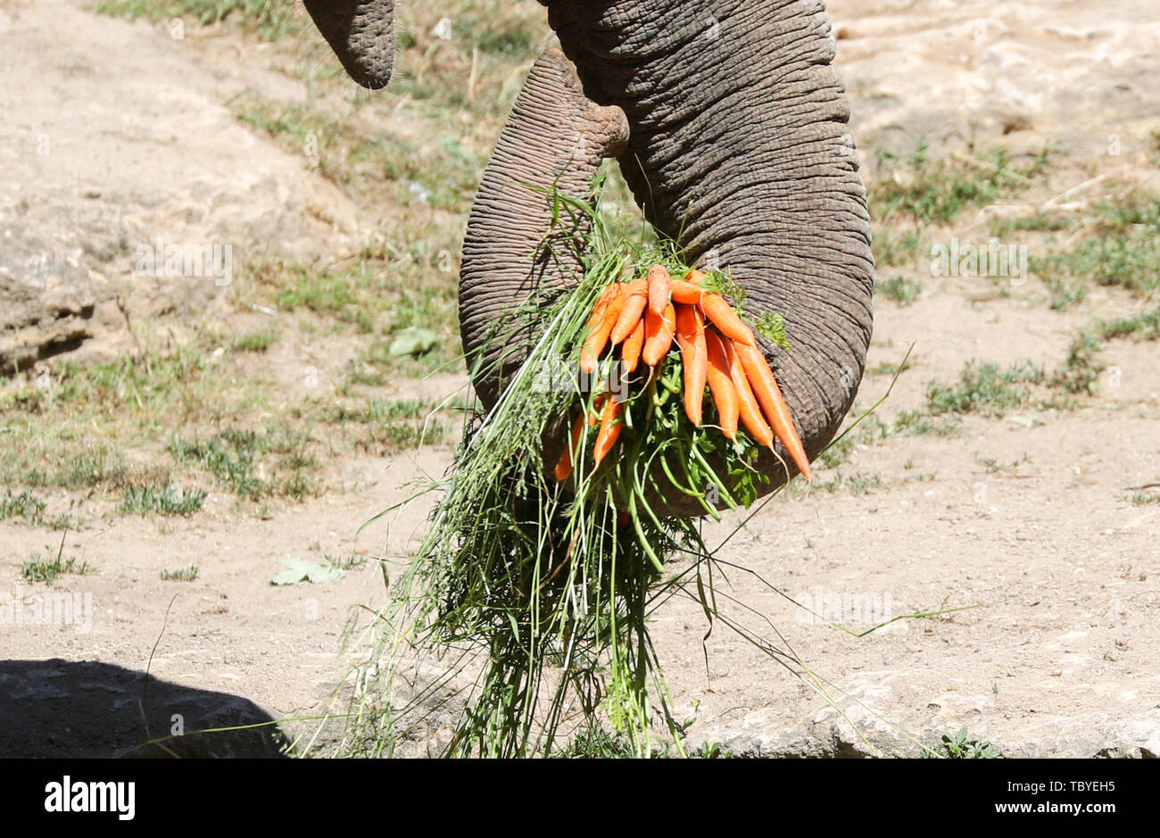 Leipzig, Germany. 03rd June, 2019. The elephant Don Chung walks with a ...