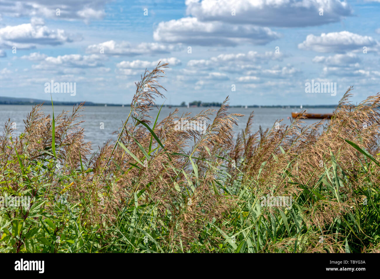 Reeds on the shore of the Steinhuder Meer Stock Photo - Alamy