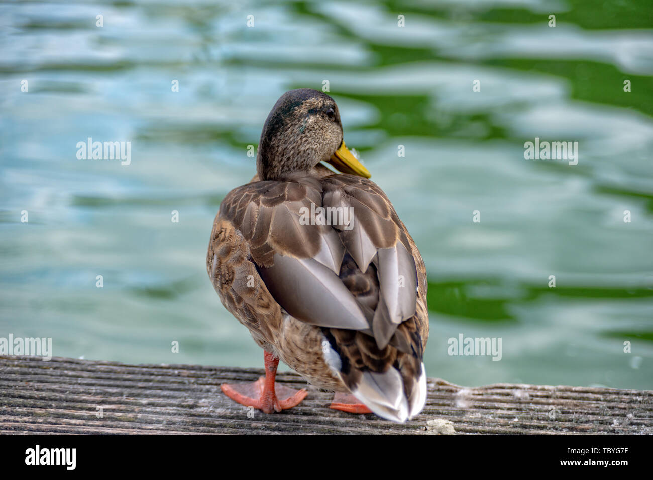 Female duck from behind on the jetty at Müggelsee Stock Photo - Alamy