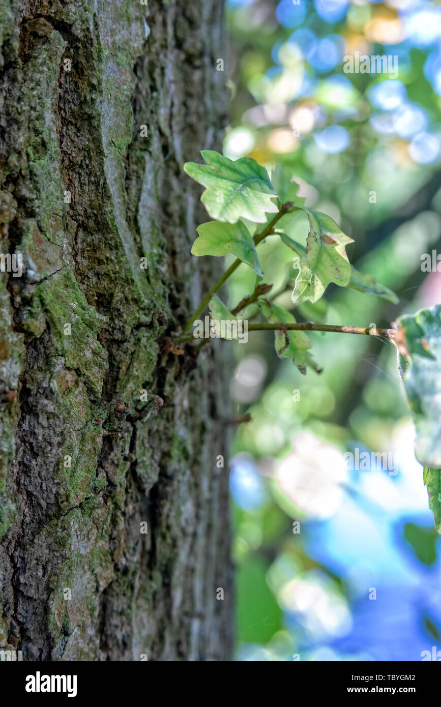 Acorn Shoot High Resolution Stock Photography and Images - Alamy