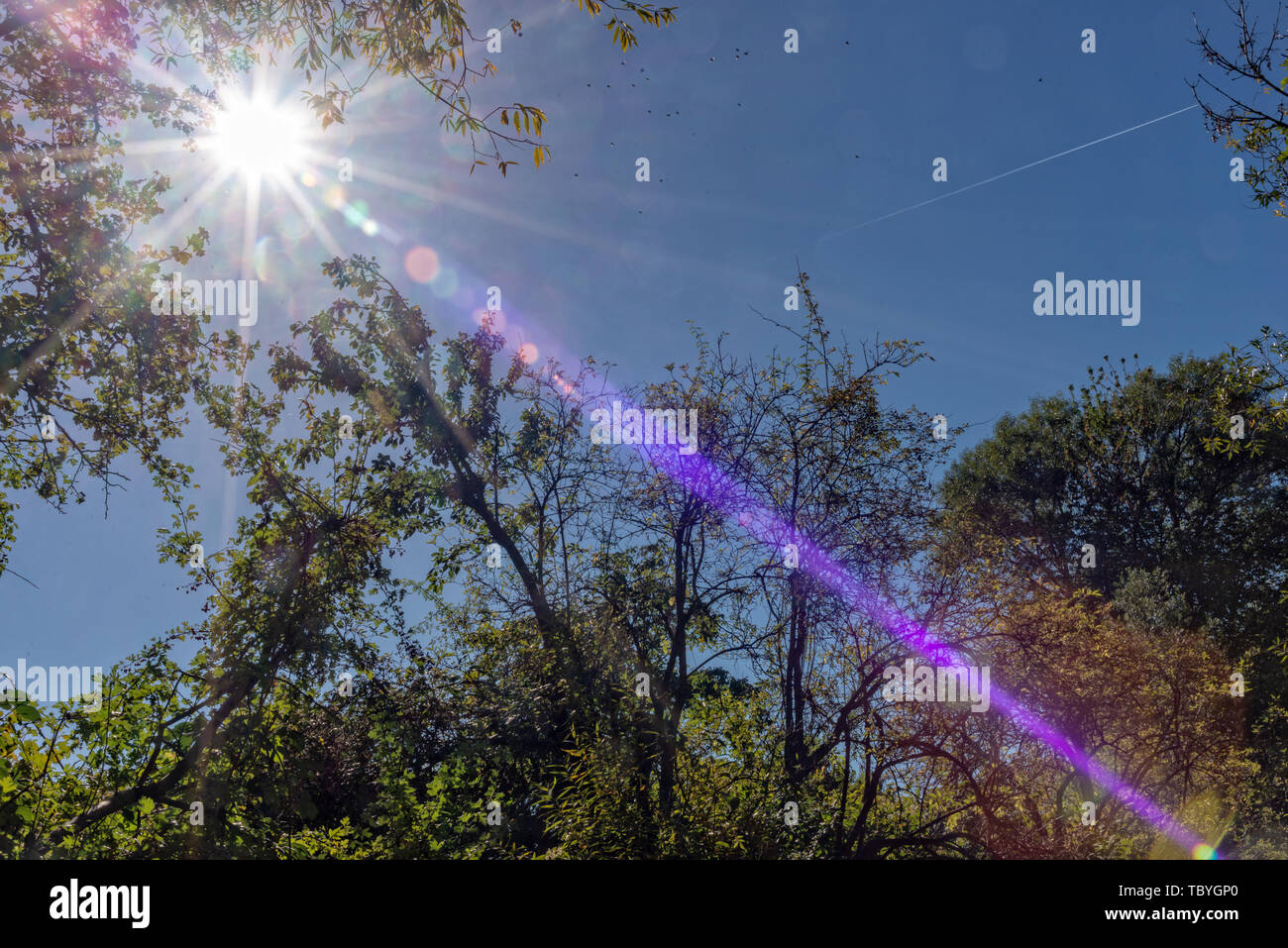 Sun over a tree Stock Photo - Alamy