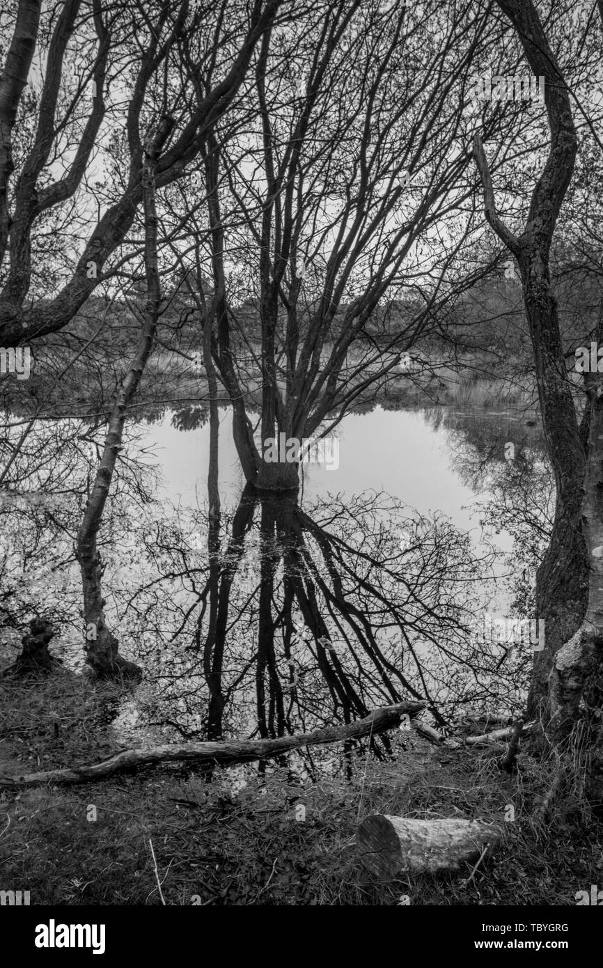 Reflections of trees in a pond Stock Photo - Alamy
