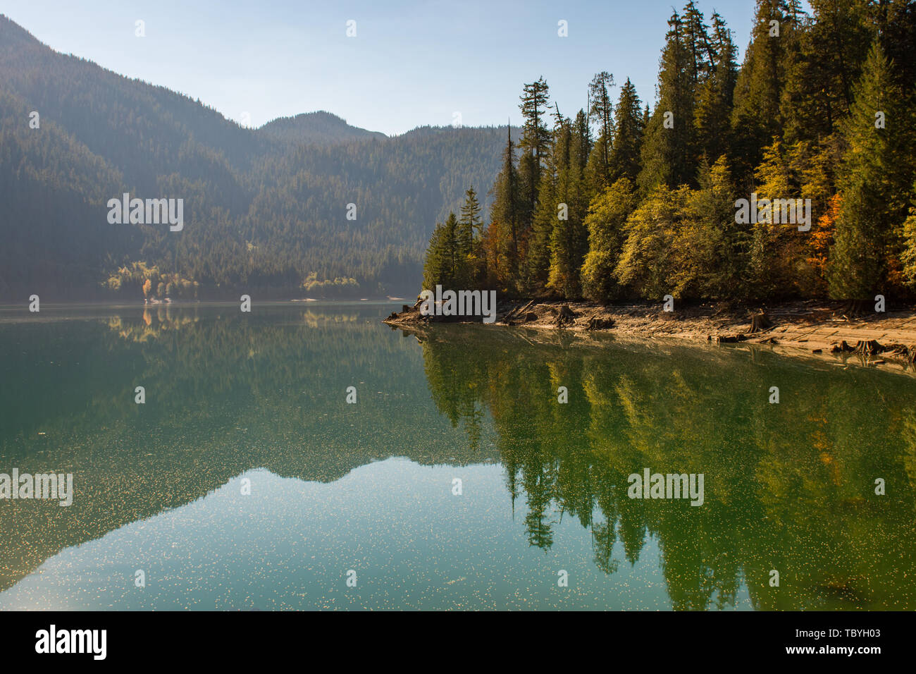 Landscape of Baker Lake water covered with pollen and fallen tree seeds ...