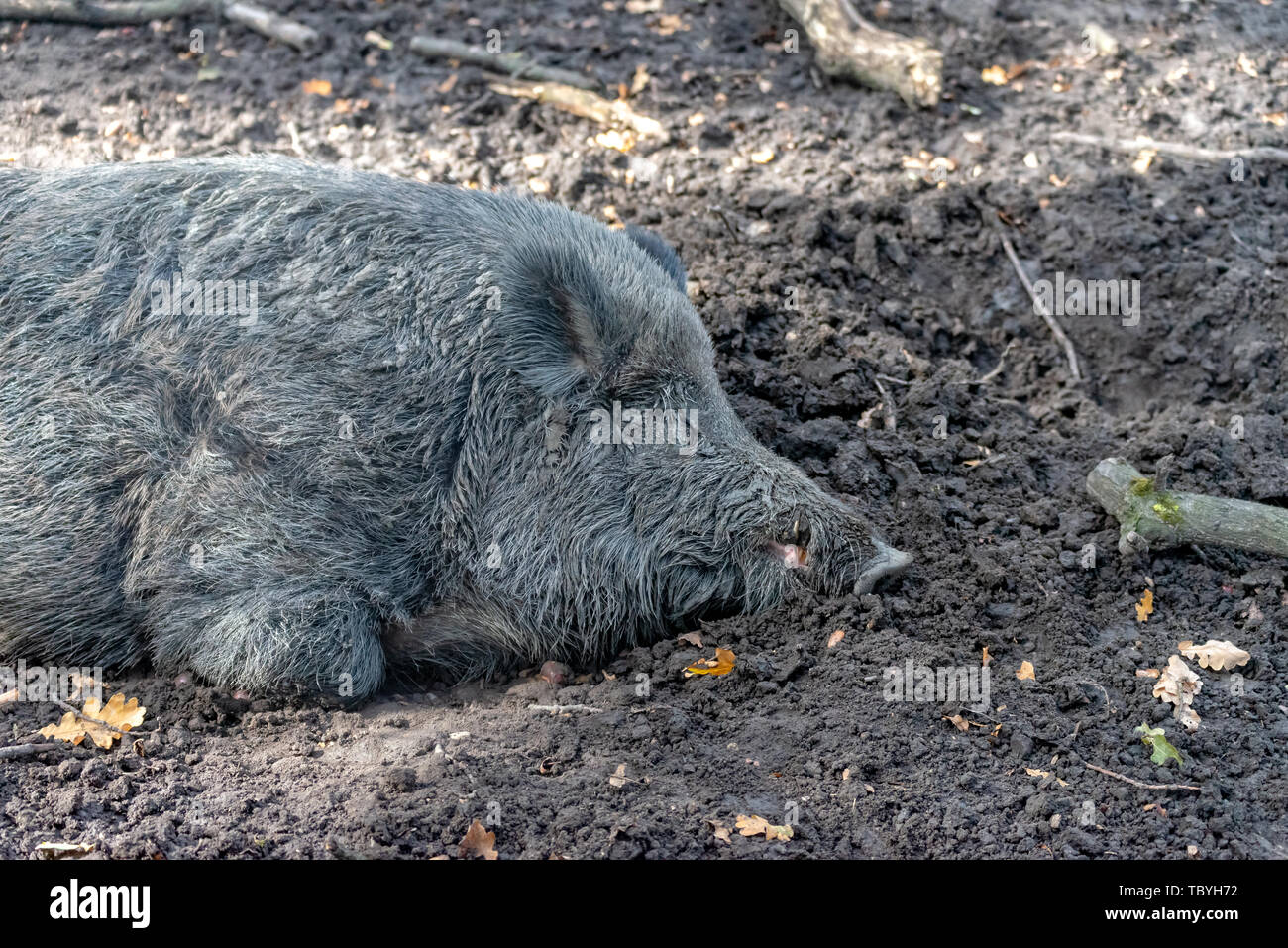 Wild boar in the forest Stock Photo - Alamy