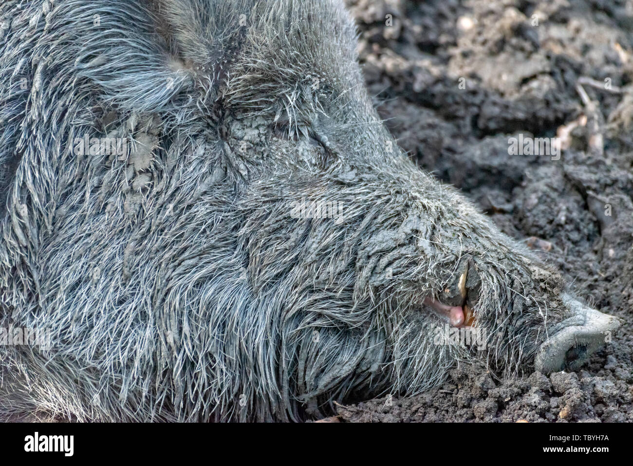 Wild boar in the forest Stock Photo - Alamy