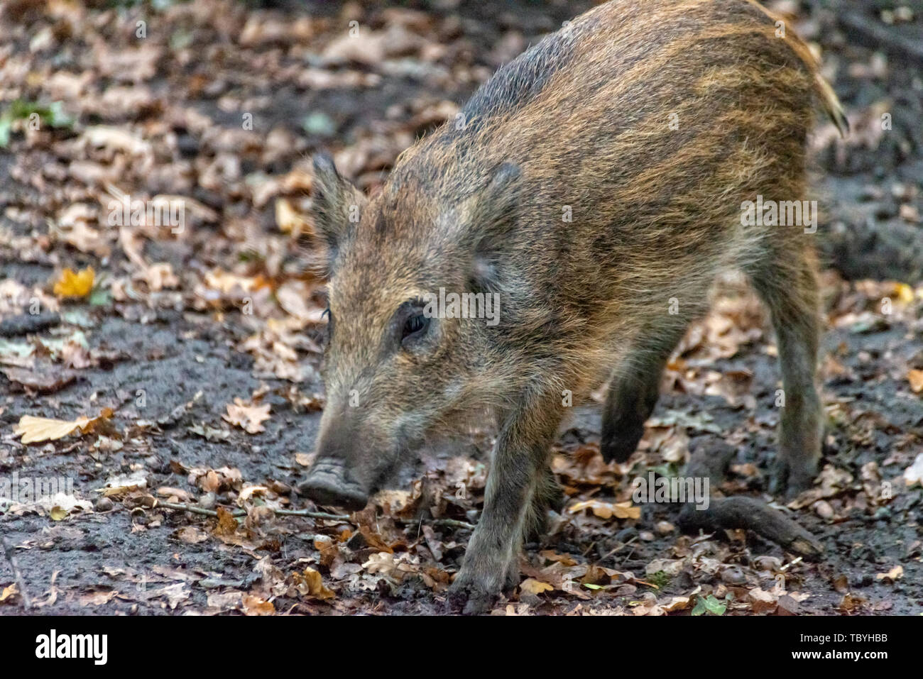 Wild boar Fresh boar in the middle of the forest Stock Photo - Alamy