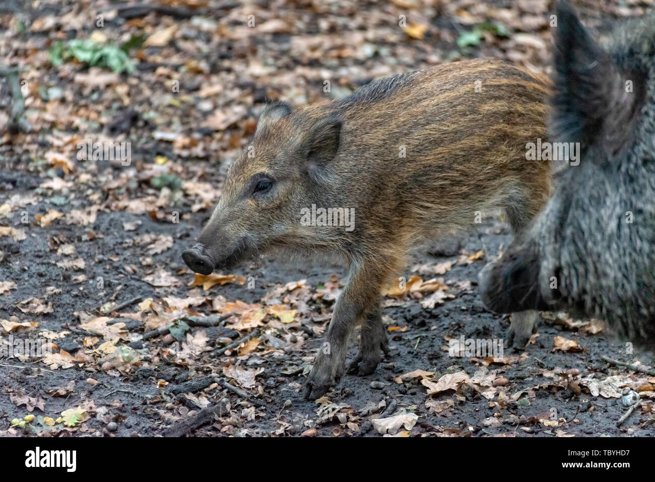 Wild boar Fresh boar in the middle of the forest Stock Photo - Alamy