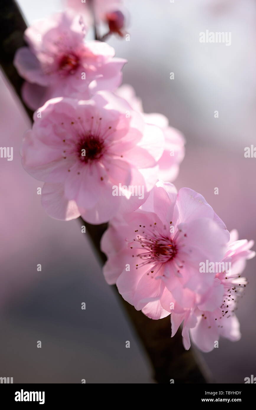 Pink spring plum Stock Photo - Alamy