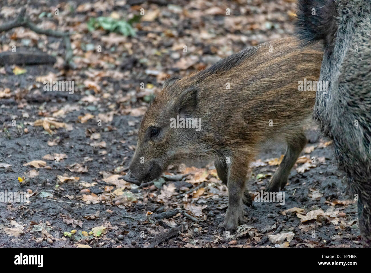 Hungry wild boar grazing hi-res stock photography and images - Alamy
