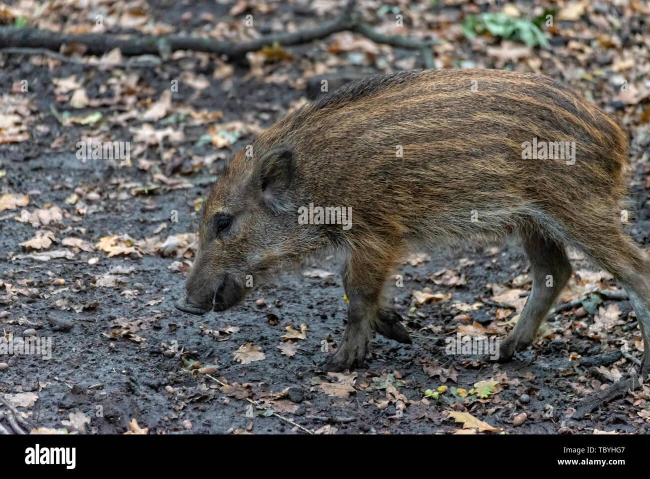 Wild boar Fresh boar in the middle of the forest Stock Photo - Alamy