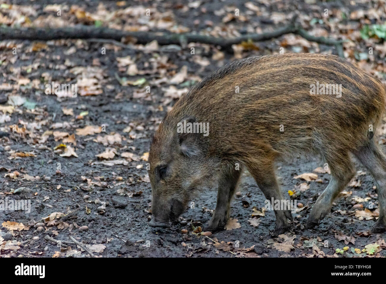 Wild boar Fresh boar in the middle of the forest Stock Photo - Alamy