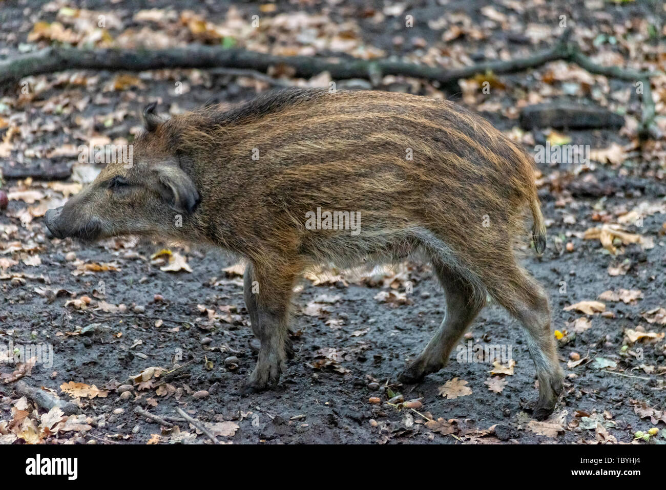 Wild boar Fresh boar in the middle of the forest Stock Photo - Alamy