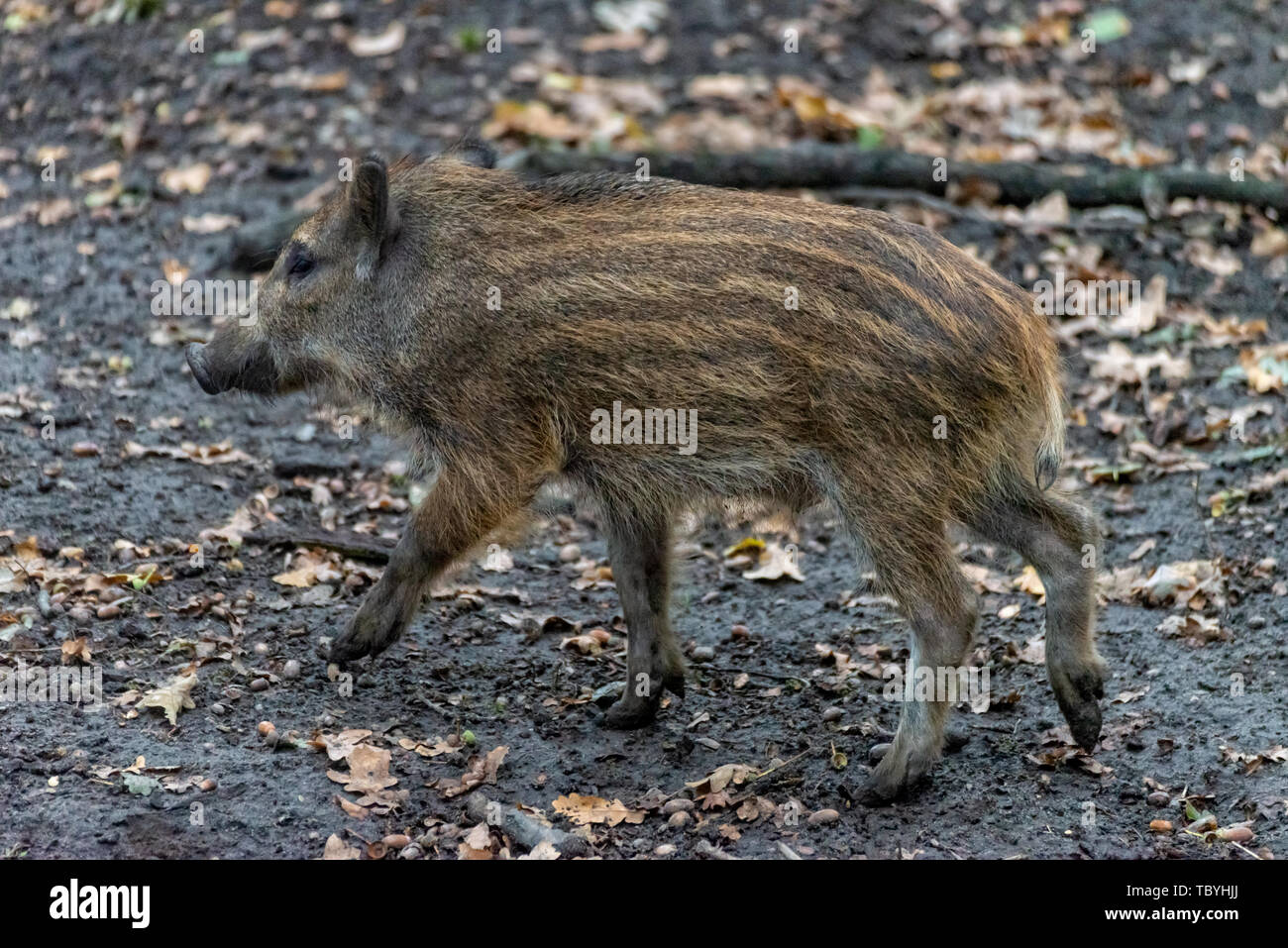 Wild boar Fresh boar in the middle of the forest Stock Photo - Alamy