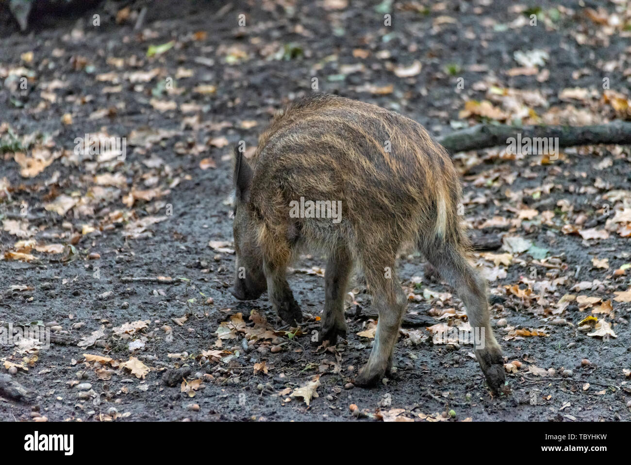 Hungry wild boar grazing hi-res stock photography and images - Alamy