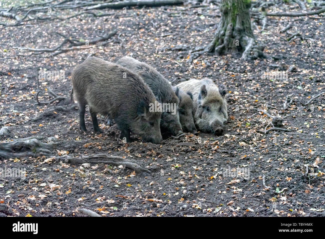 Wild boar family in the forest Stock Photo - Alamy