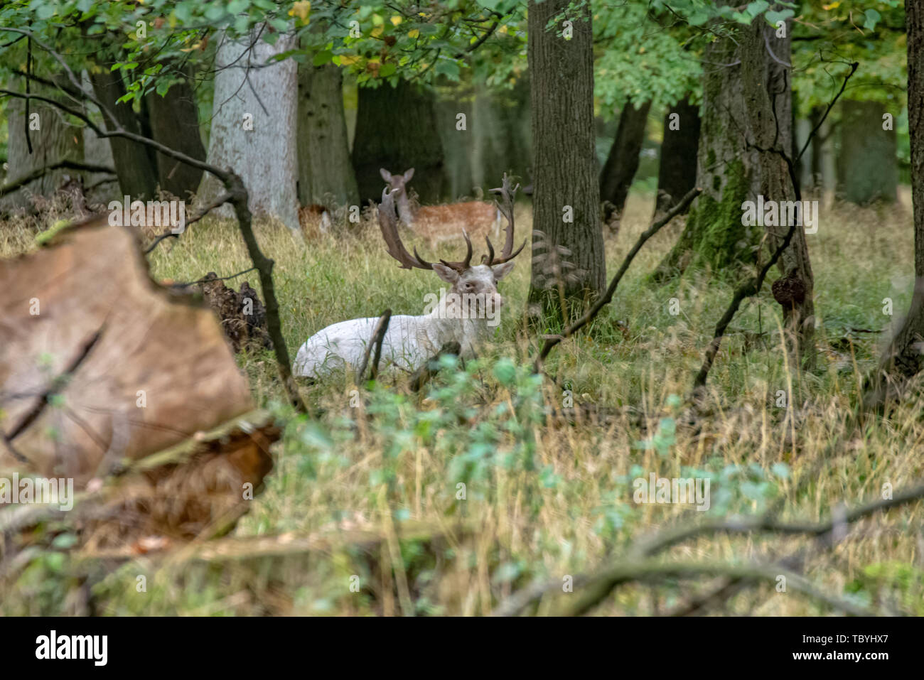 A pack of deer in the middle of the forest Stock Photo - Alamy