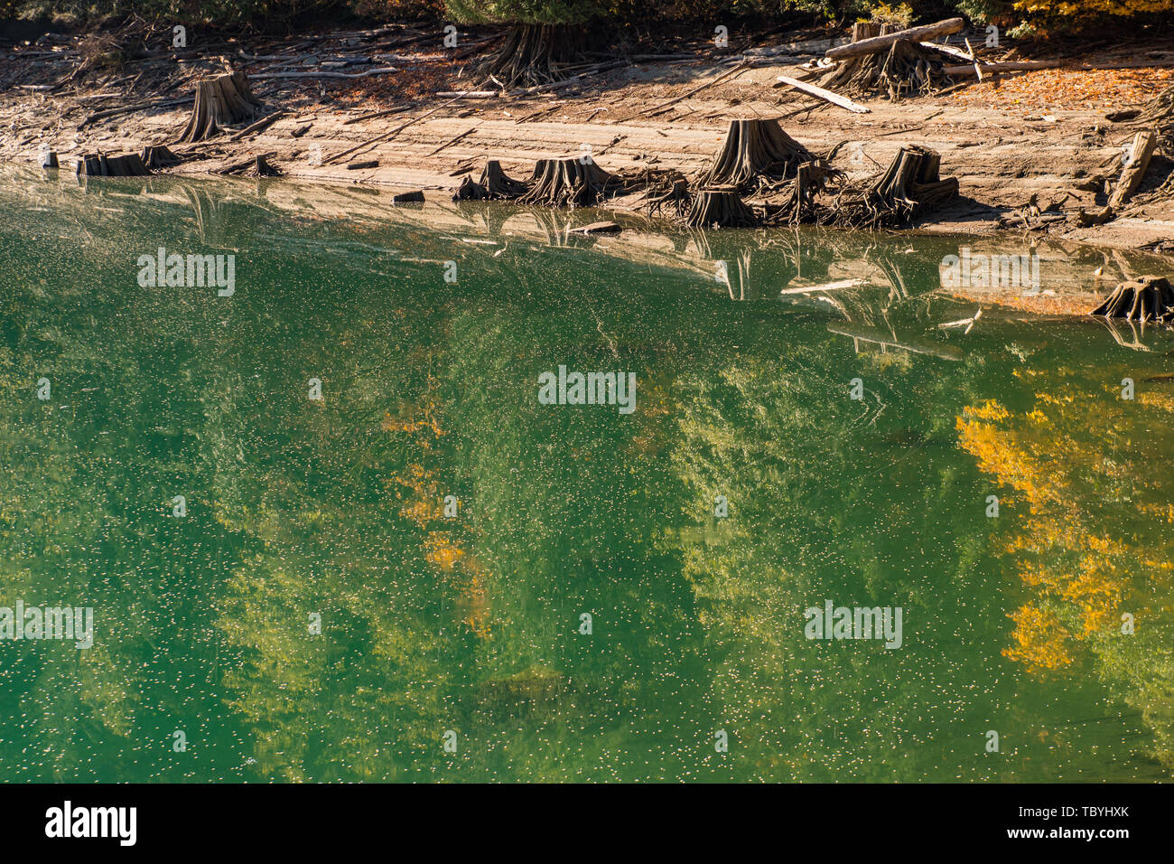 Landscape of Baker Lake water covered with pollen and fallen tree seeds ...