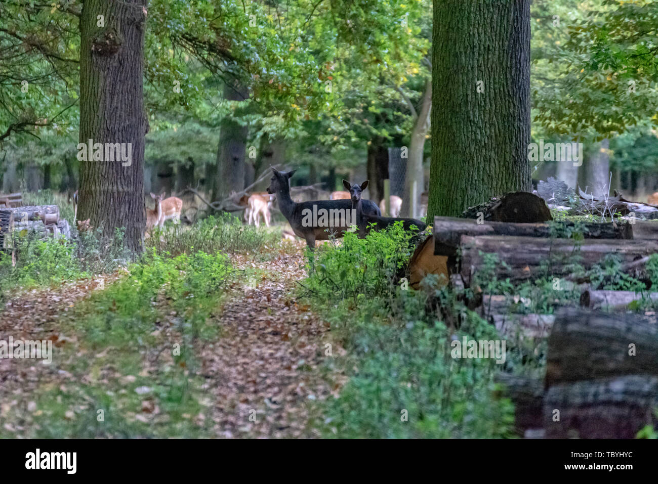 A pack of deer in the middle of the forest Stock Photo - Alamy