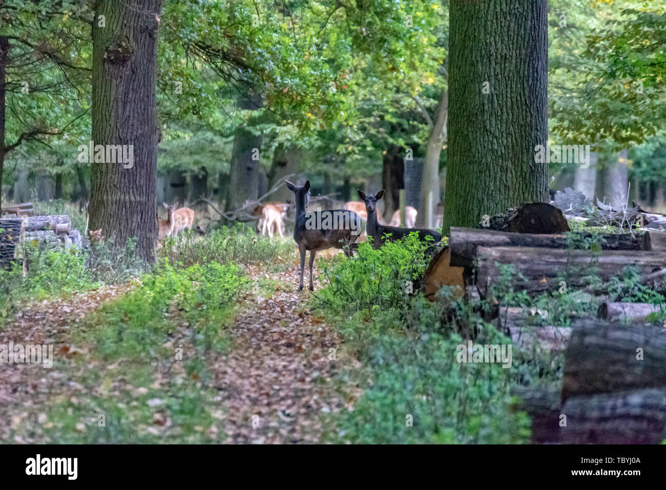 A pack of deer in the middle of the forest Stock Photo - Alamy
