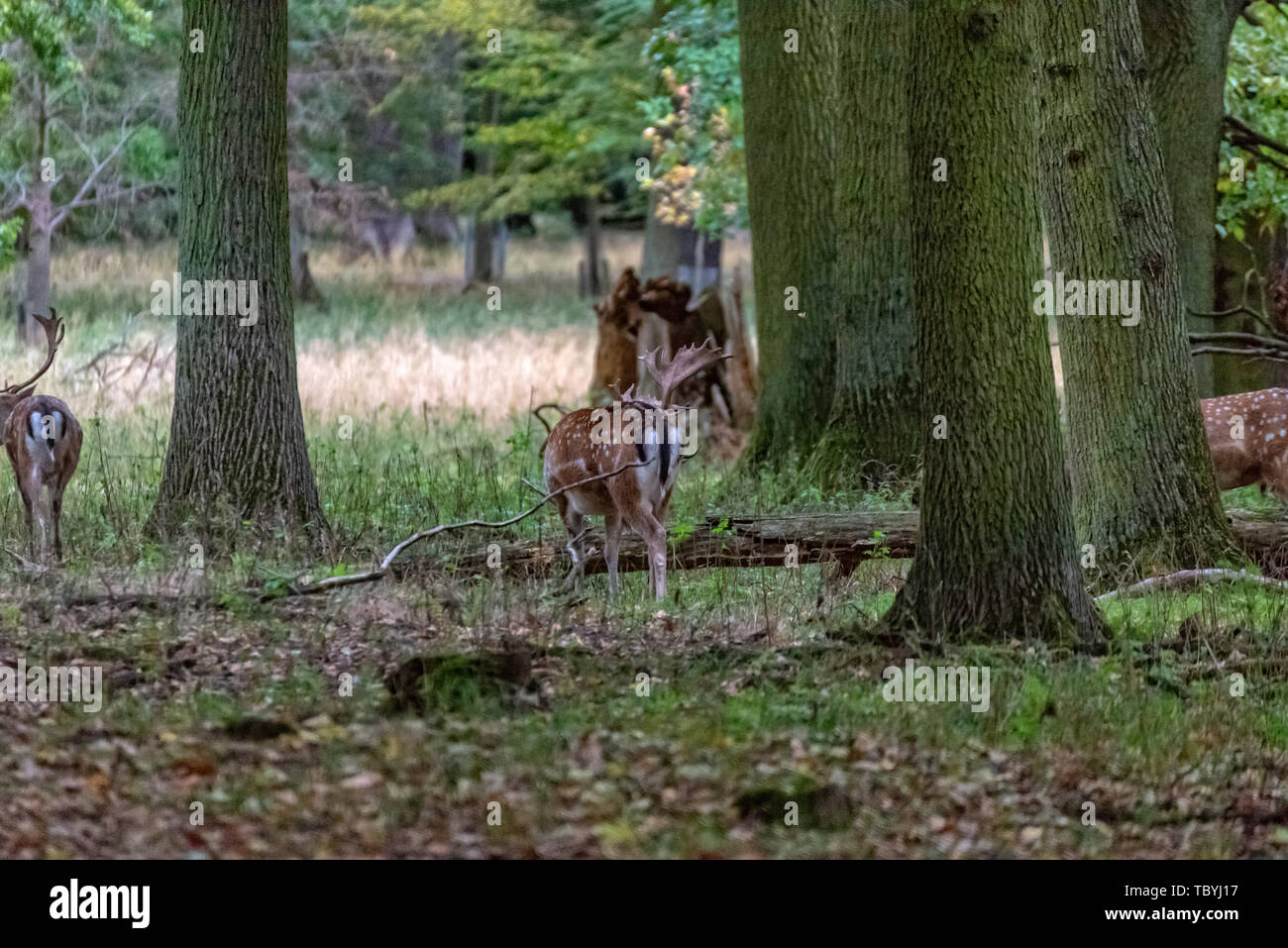 A pack of deer in the middle of the forest Stock Photo - Alamy