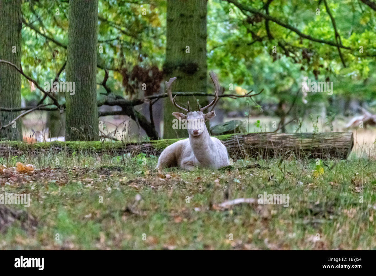 A pack of deer in the middle of the forest Stock Photo - Alamy