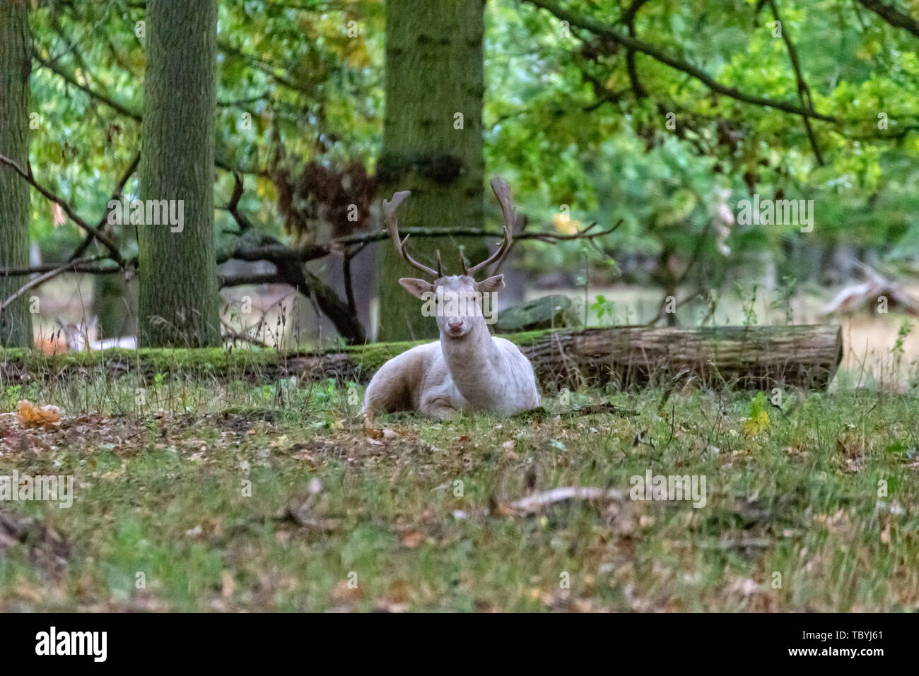 A pack of deer in the middle of the forest Stock Photo - Alamy