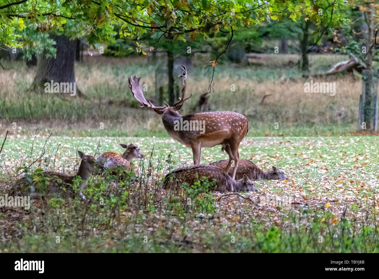 A pack of deer in the middle of the forest Stock Photo - Alamy