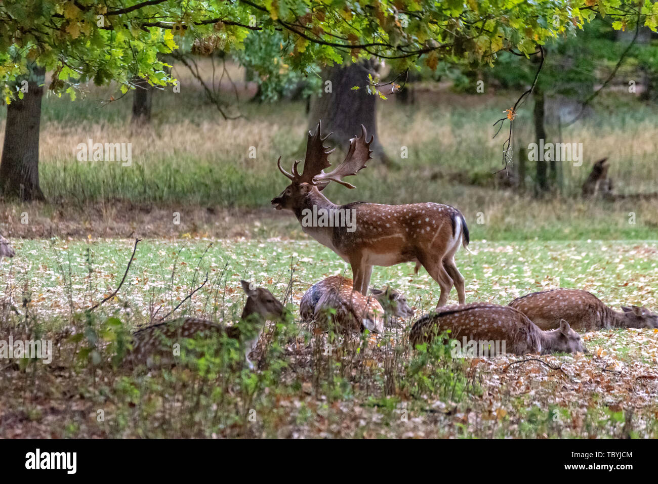 A pack of deer in the middle of the forest Stock Photo - Alamy