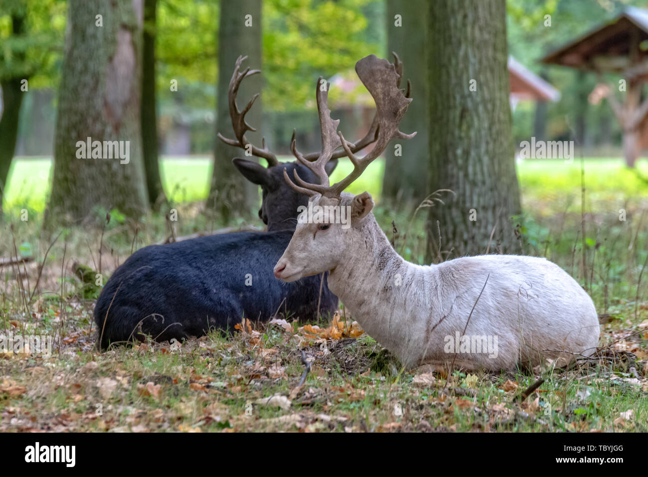 A pack of deer in the middle of the forest Stock Photo - Alamy