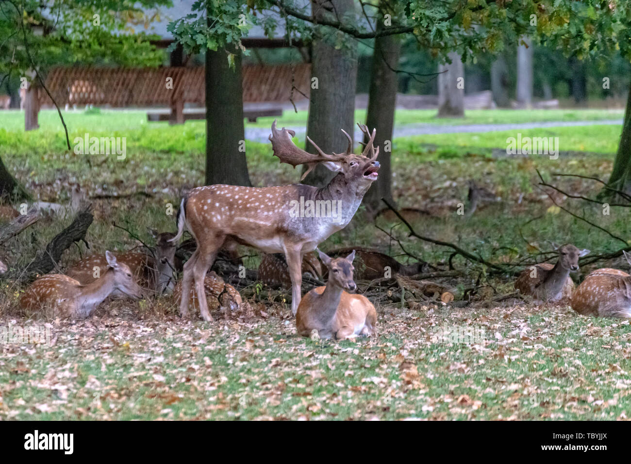 A pack of deer in the middle of the forest Stock Photo - Alamy
