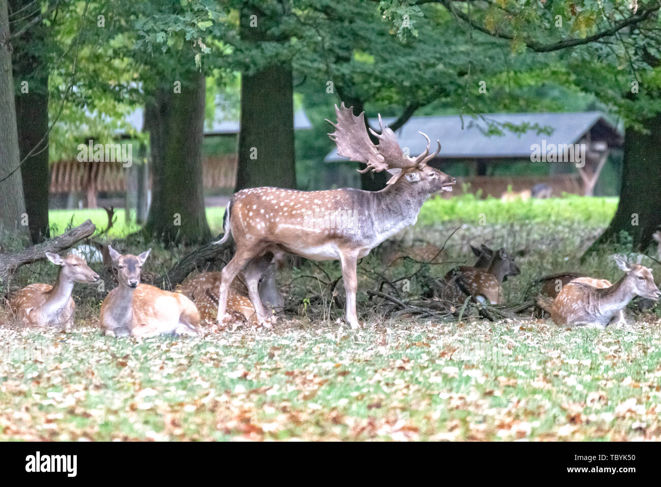 A pack of deer in the middle of the forest Stock Photo - Alamy
