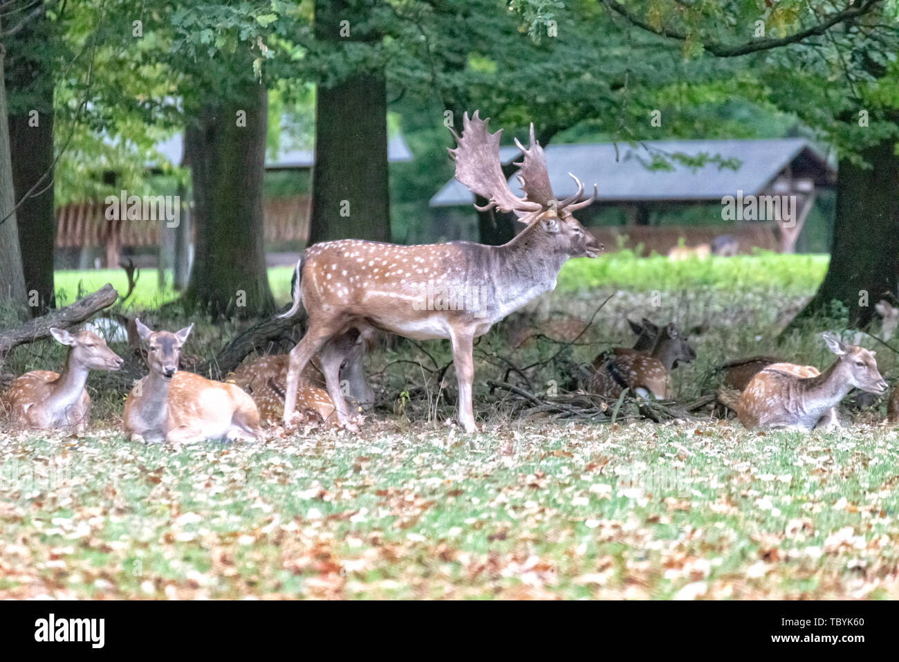 A pack of deer in the middle of the forest Stock Photo - Alamy