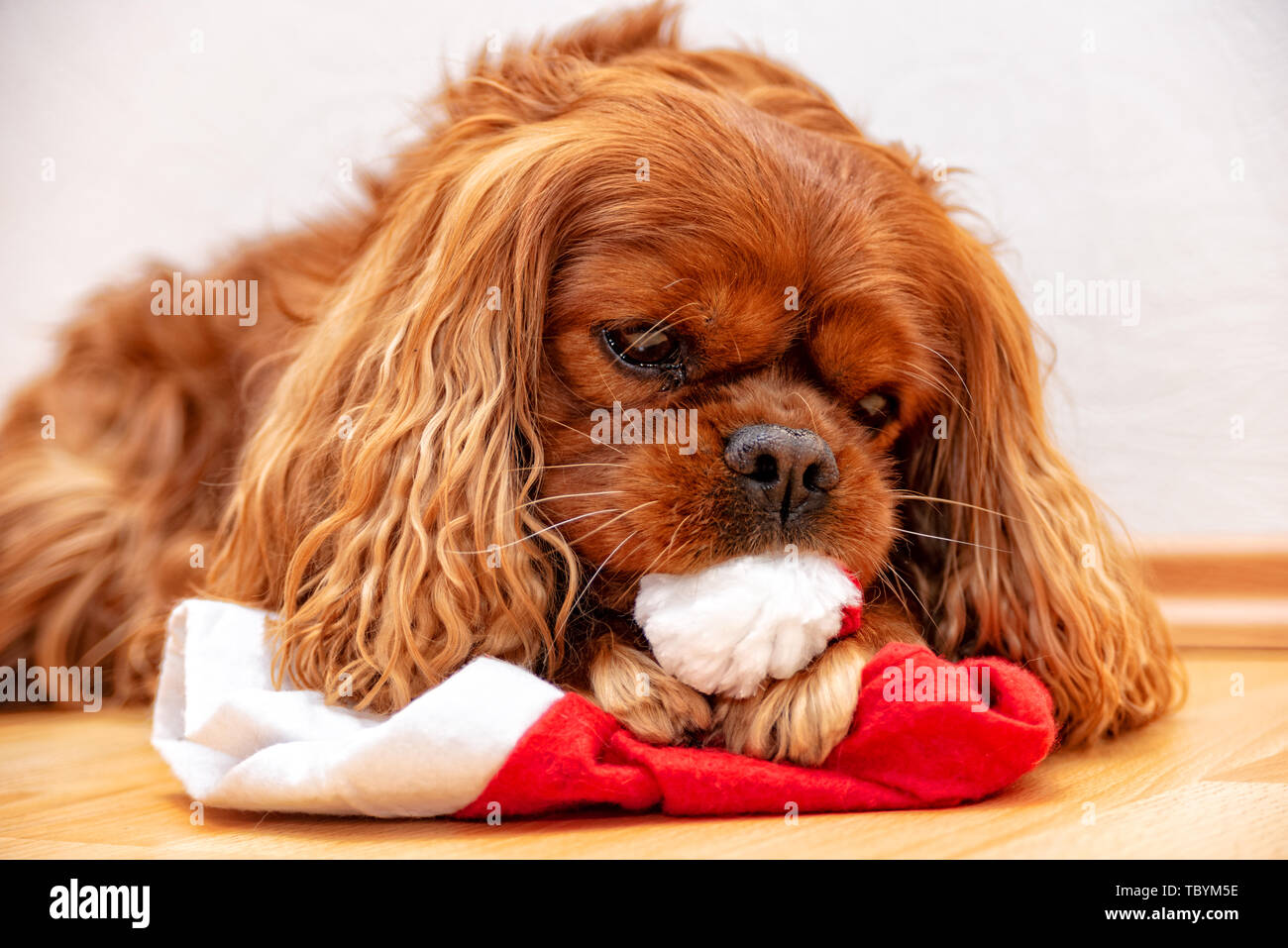 Cavalier King Charles Spaniel Dog Christmas Stock Photo - Alamy