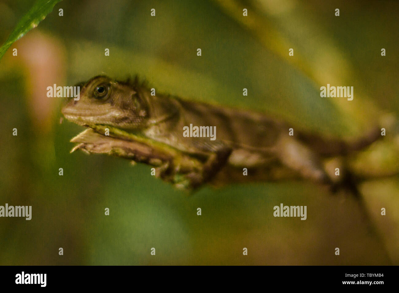 Tokay gecko gekko gecko view hi-res stock photography and images - Alamy